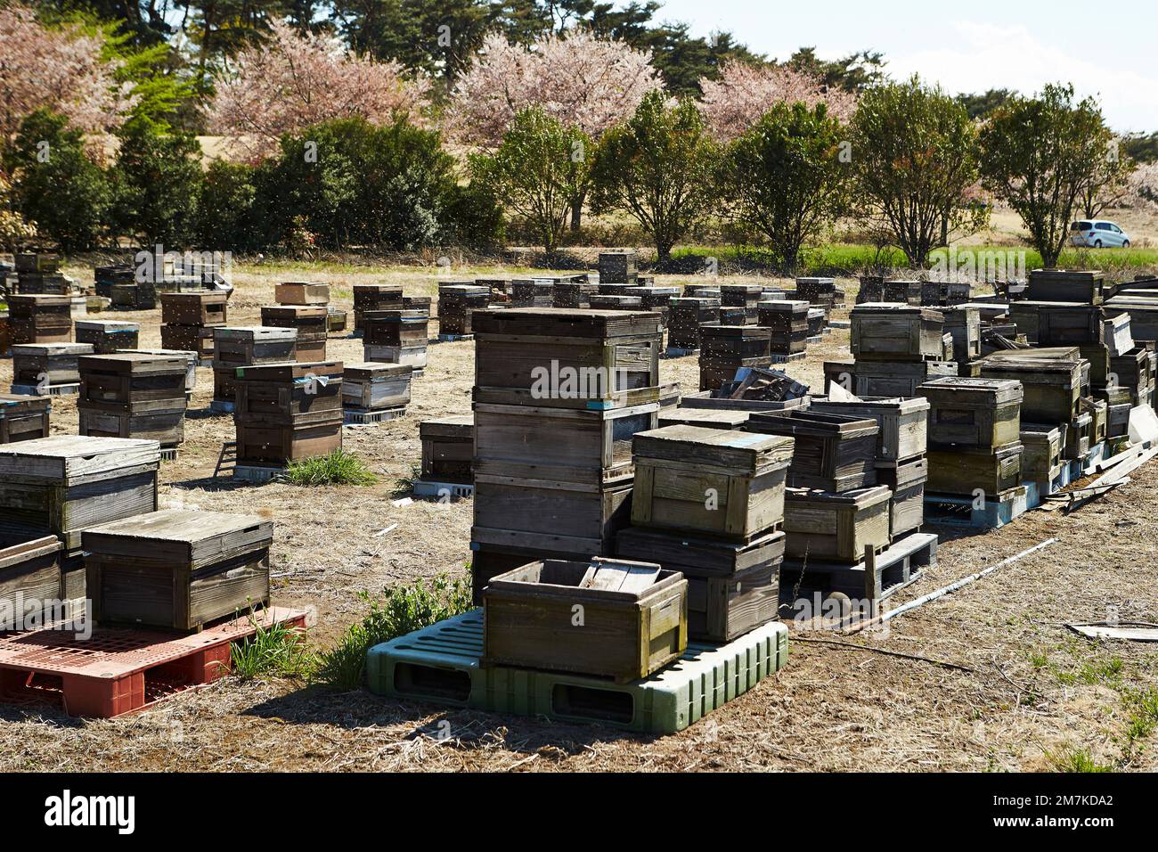 Bee hives in tree hi-res stock photography and images - Alamy