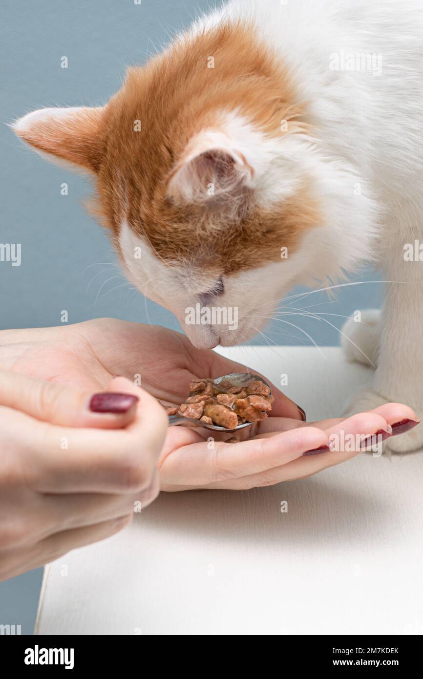 the owner feeds the cat with a spoon. man feeding a cat. young cat eats ...