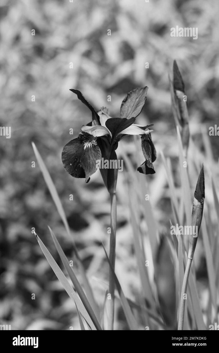 Summer irises growing in the sunny meadow in a black and white ...