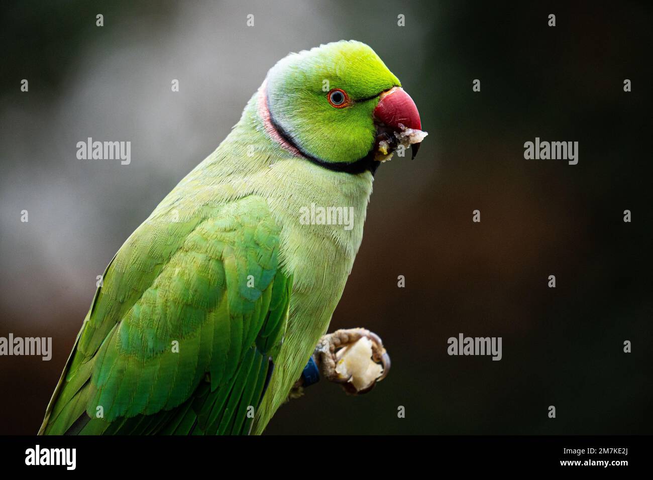 A closeup shot of a green parrot eating with blurry background Stock ...