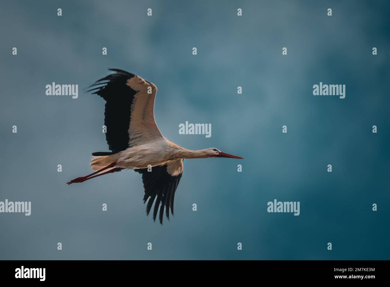 A white stork in flight up above the sky Stock Photo - Alamy