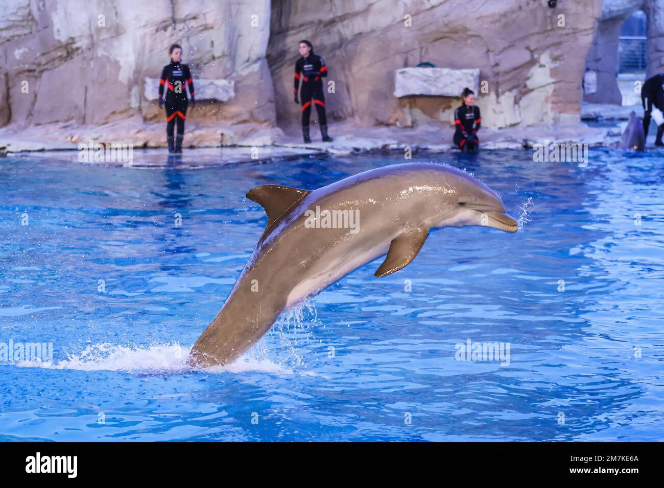 A general view of of the dolphin show at Oltremare Theme Park on ...