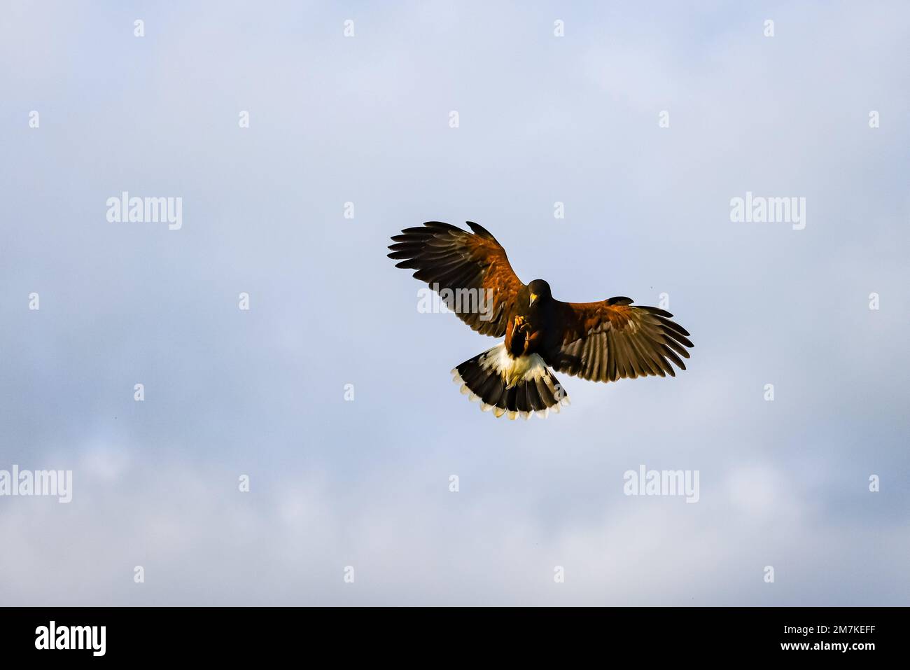Riccione, Italy. 31st Dec, 2022. A general view of an hawk at Oltremare ...