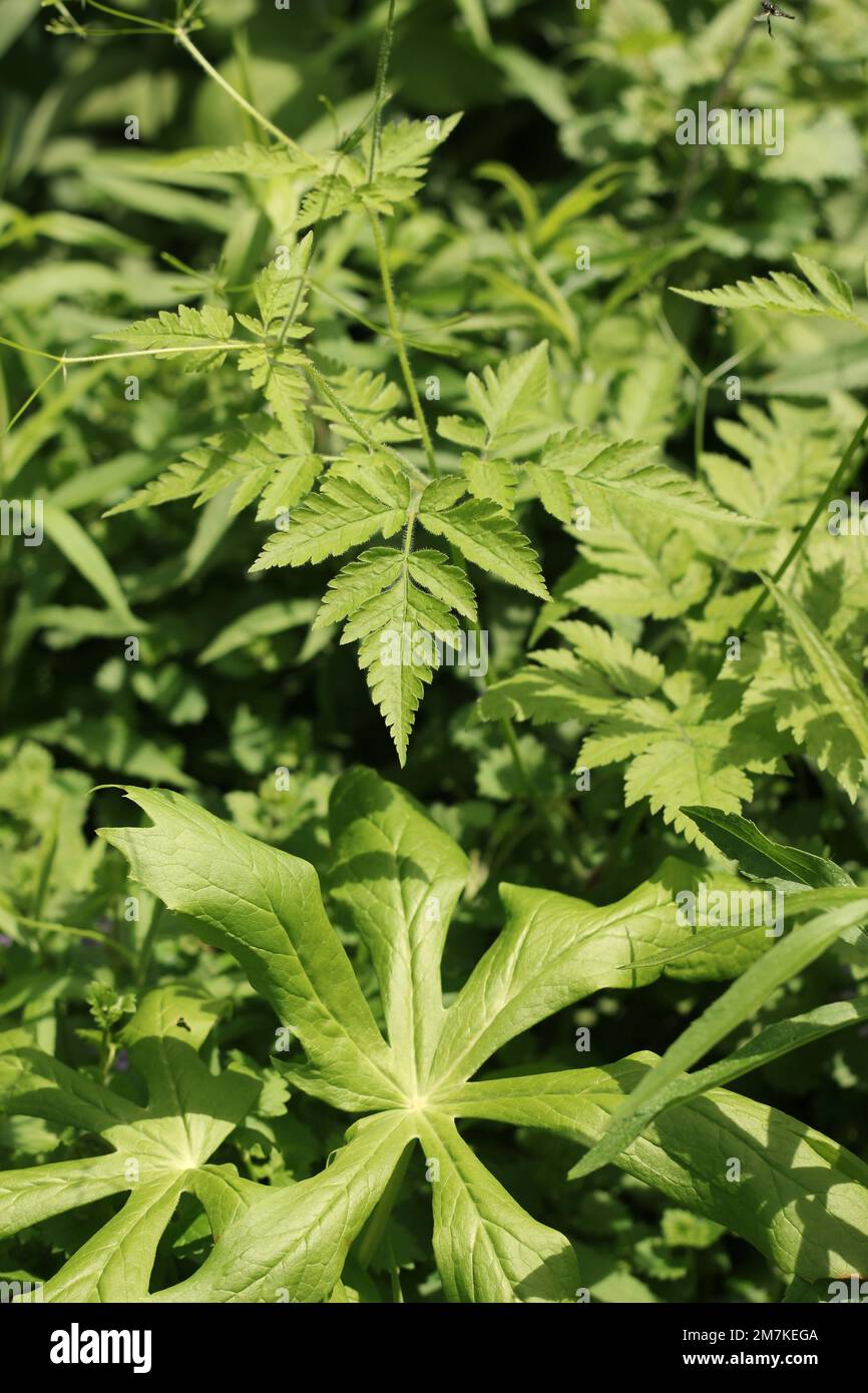 Typical common leafy green plants growing in the sunny summer meadow ...