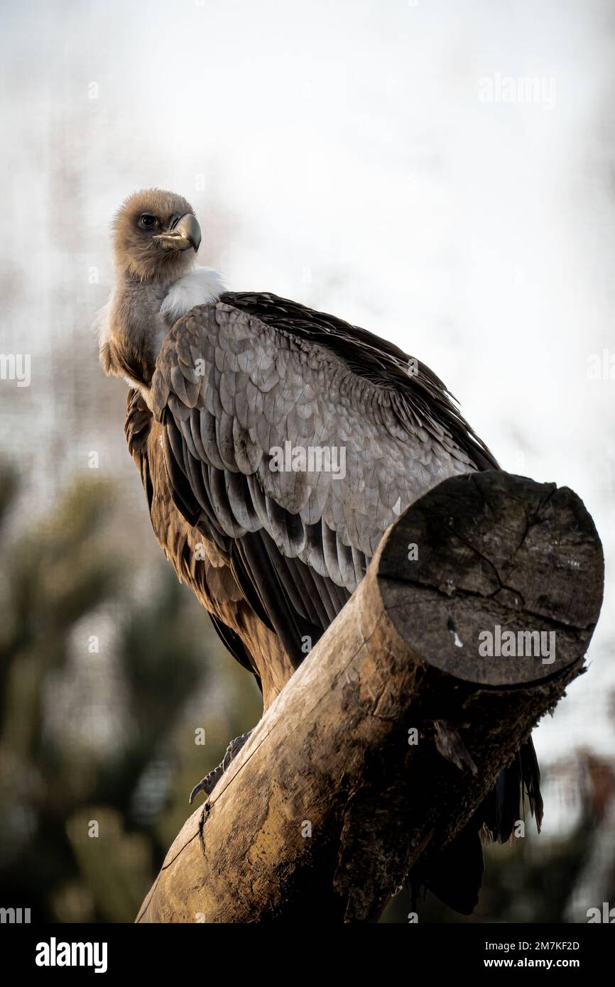 A vulture perching on a wood branch with blurry background Stock Photo ...