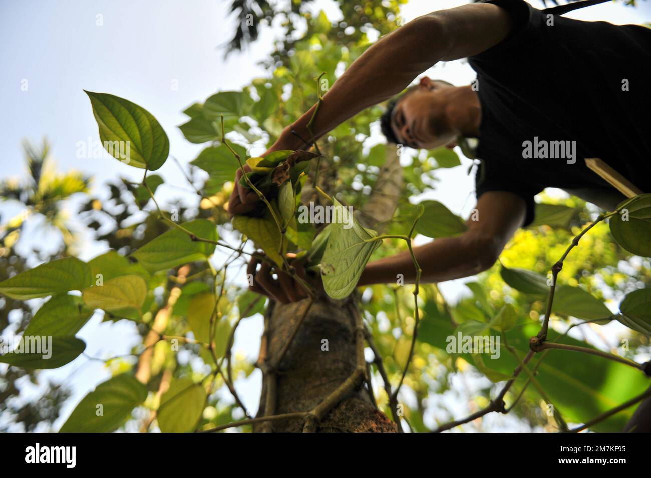 Jhum cultivation hi-res stock photography and images - Alamy
