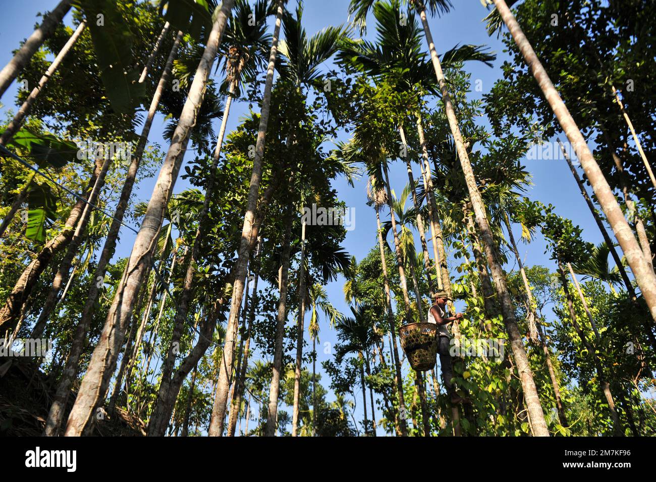 Jhum cultivation hi-res stock photography and images - Alamy