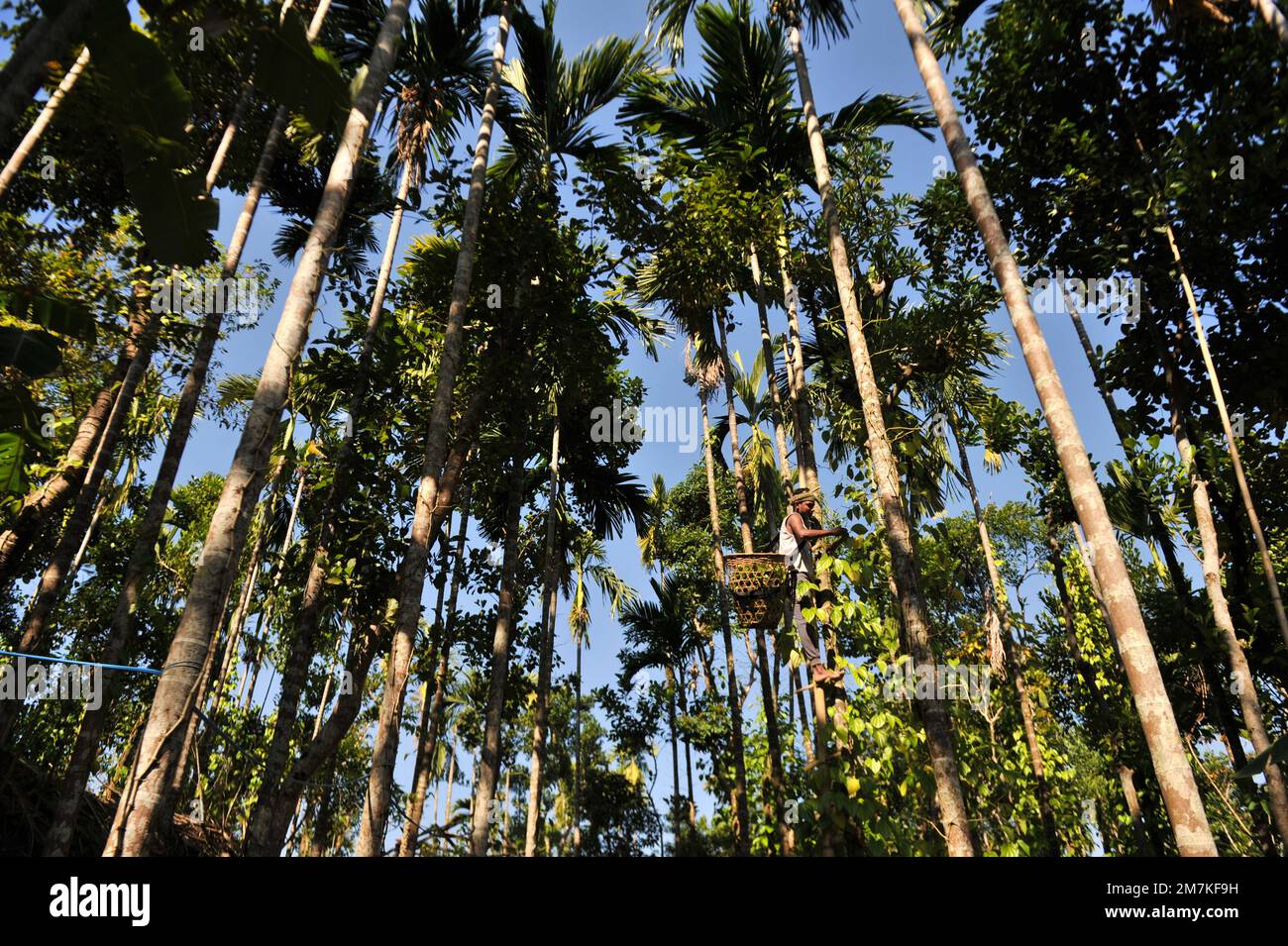 Jhum farmers hi-res stock photography and images - Alamy