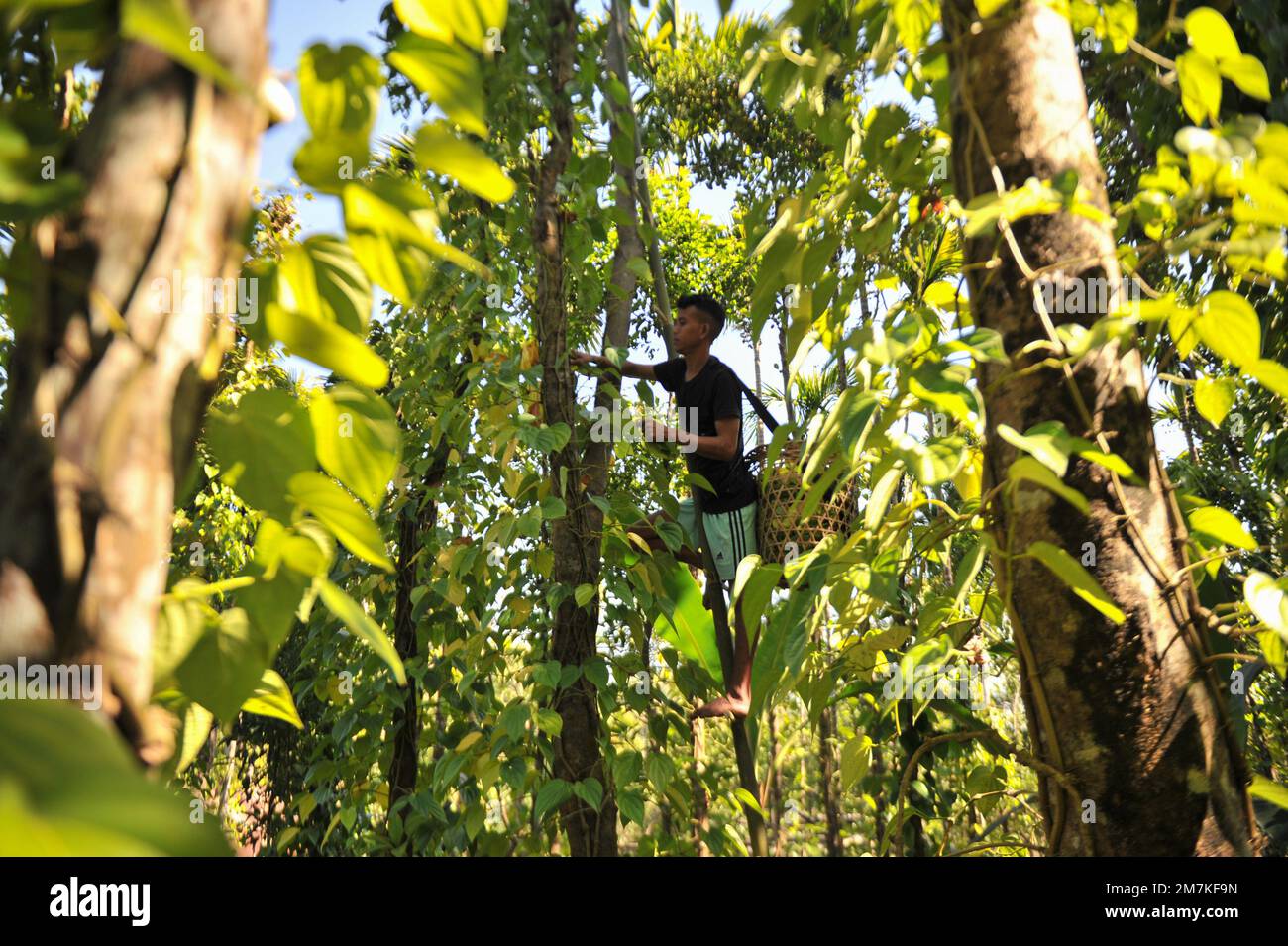 Jhum cultivation hi-res stock photography and images - Alamy