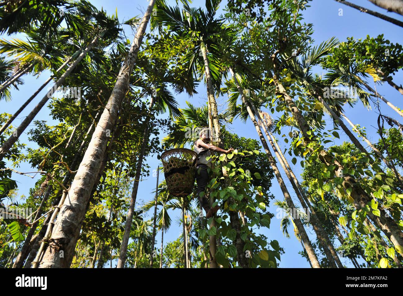 Jhum cultivation hi-res stock photography and images - Alamy