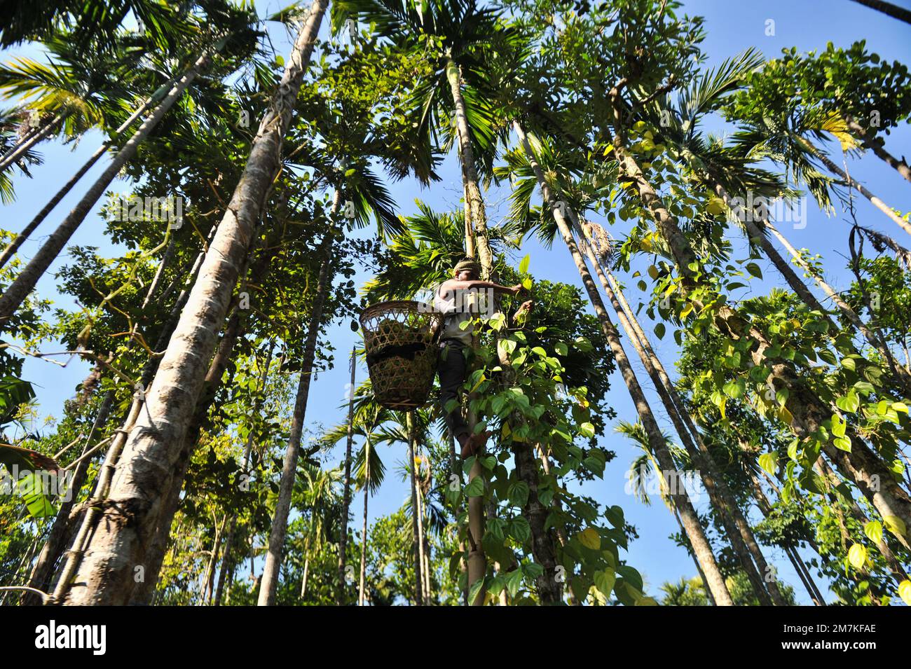 Jhum cultivation hi-res stock photography and images - Alamy
