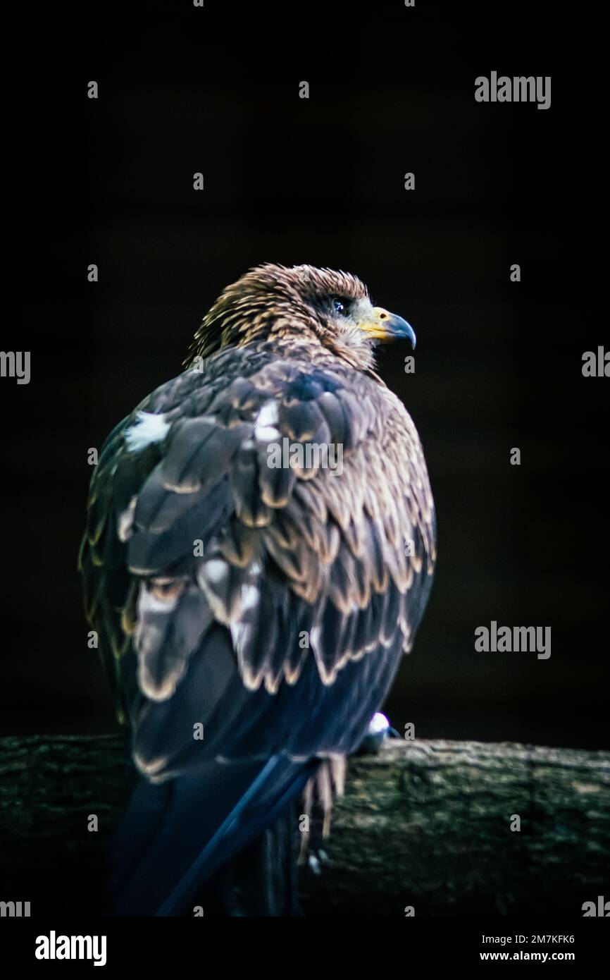 A vertical shot of a beautiful eagle on the black background Stock ...