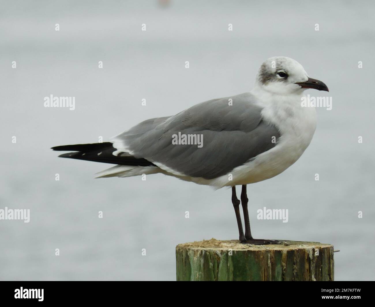 A seagull bird overlooking water on a wood post Stock Photo - Alamy