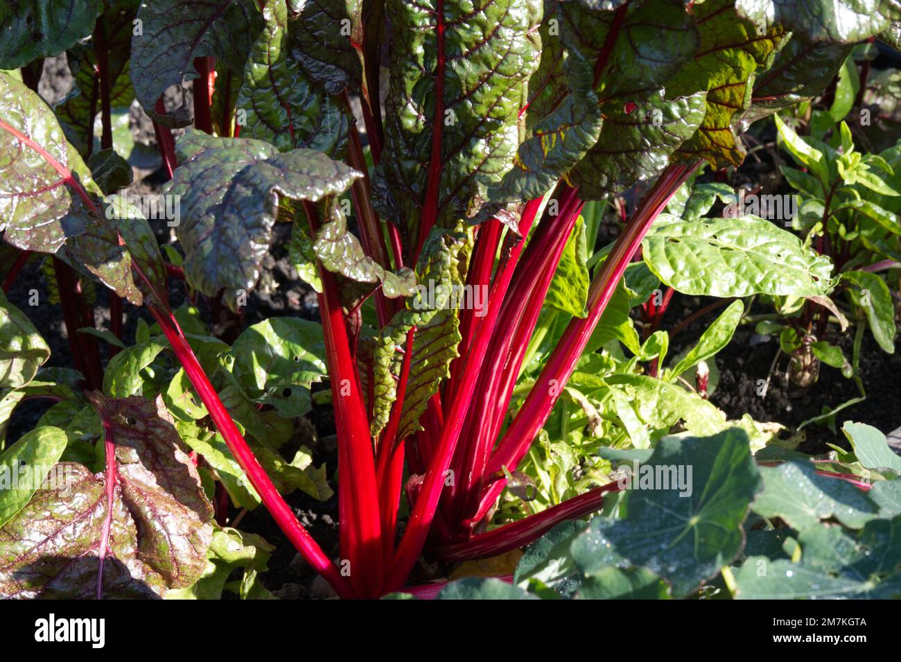 Vivid red stems and darker foliage of autumn vegetable Ruby chard, also ...