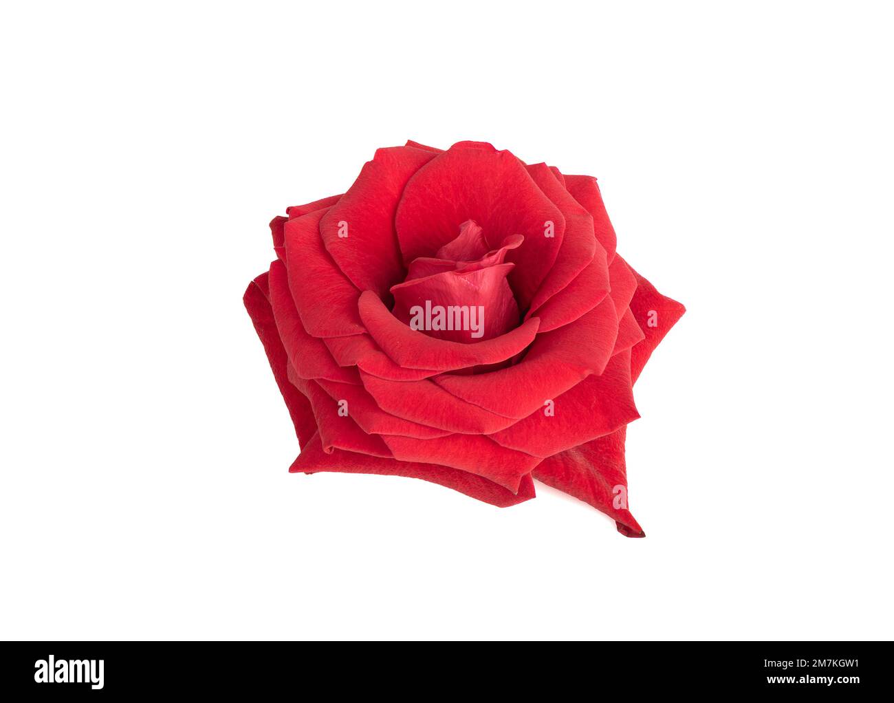 Beautiful red rose bud isolated on white background. Copy space Stock ...