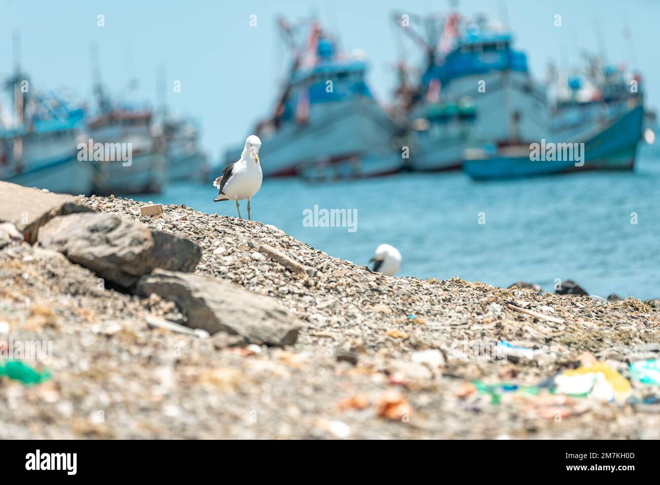 Seagull at harbor with ships hi-res stock photography and images - Alamy