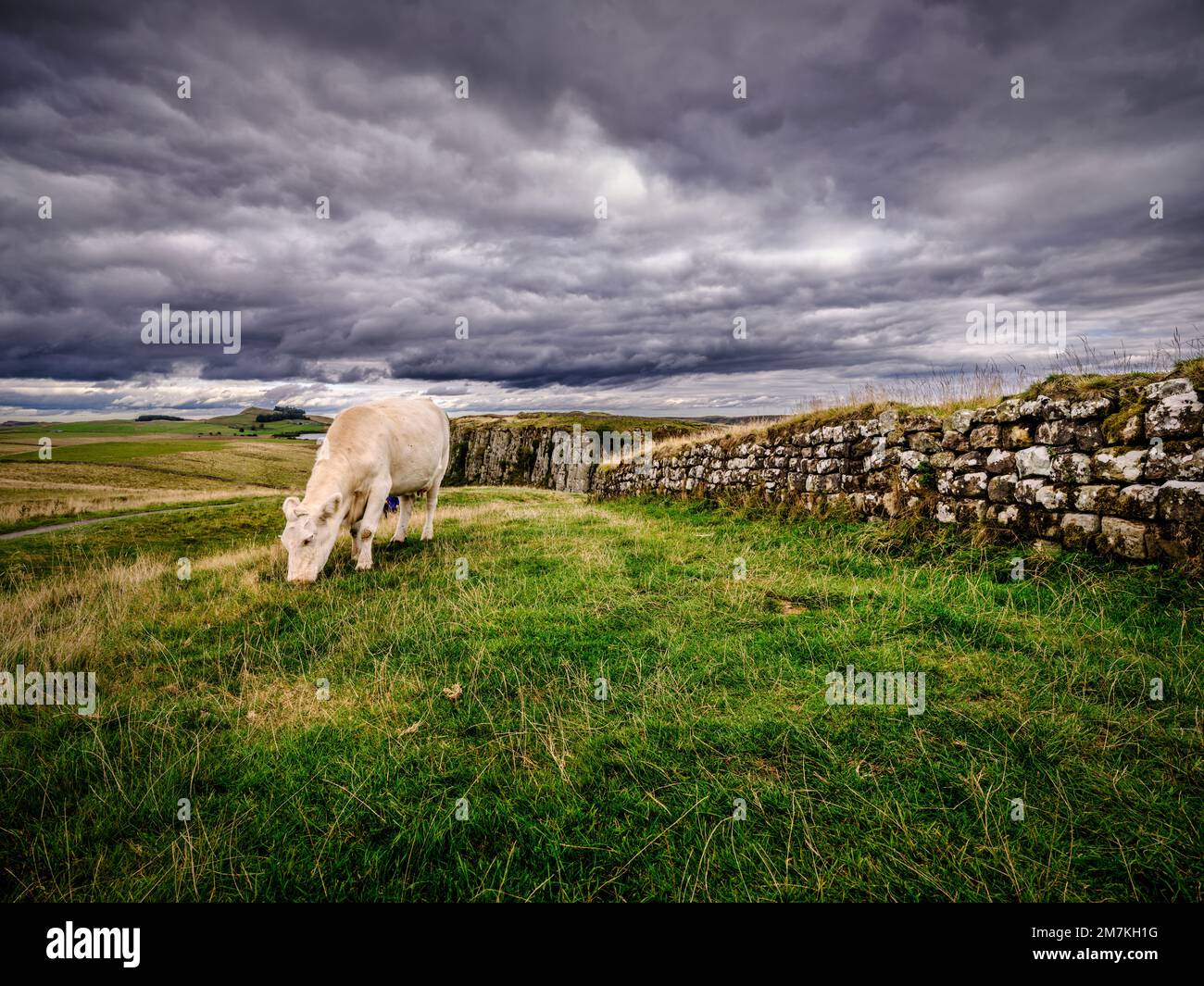 A cow grazing at Steel Rigg on HadrianÕs Wall, Northumberland National ...