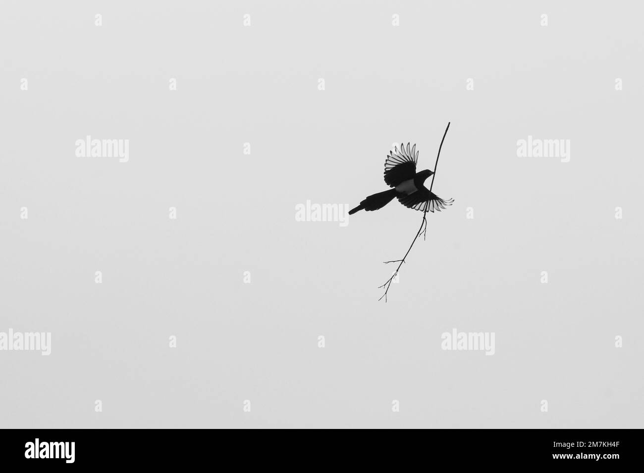 Magpie side view Black and White Stock Photos & Images - Alamy