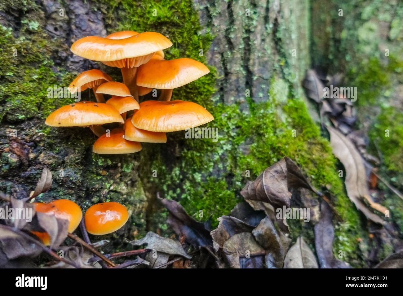 orange golden needle mushrooms on a tree trunk with green moss in the ...