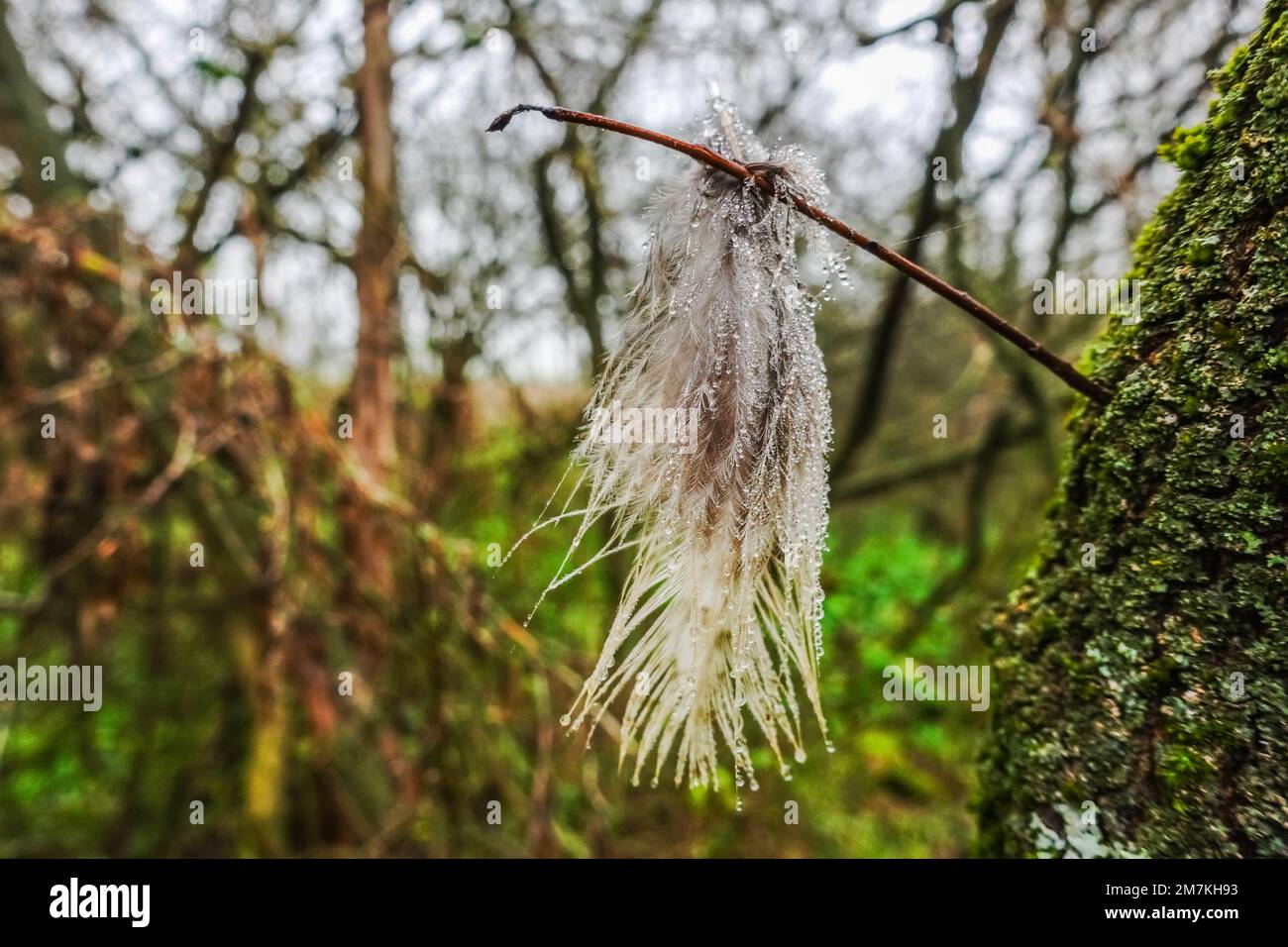 single wet feather with lot of raindrops after rain in the forest Stock ...