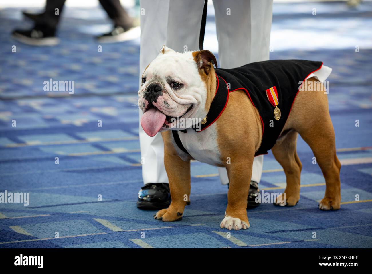 Private Chesty XVI, the U.S. Marine Corps mascot, attends the ribbon ...
