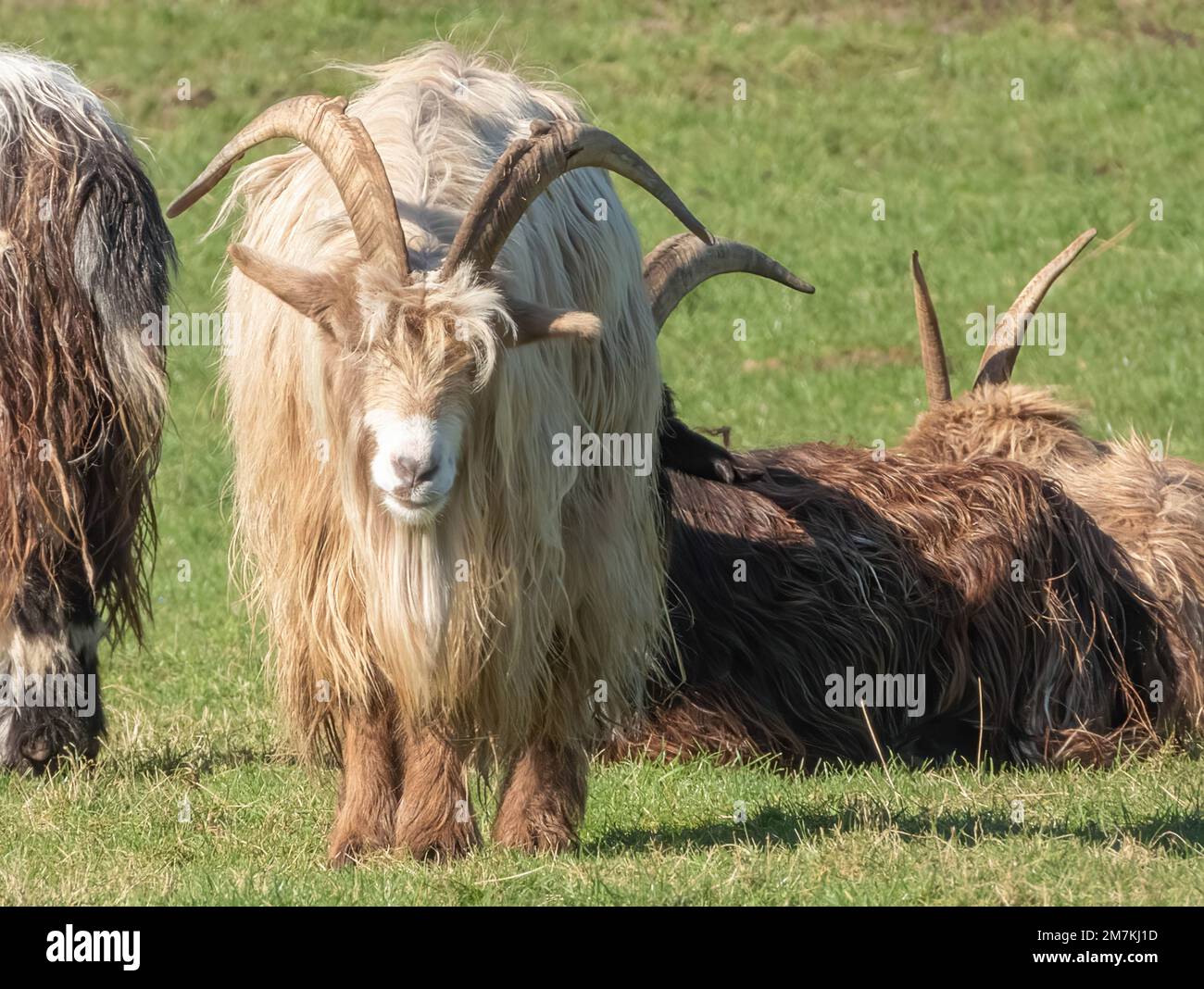 Dutch domestic animals hi-res stock photography and images - Alamy