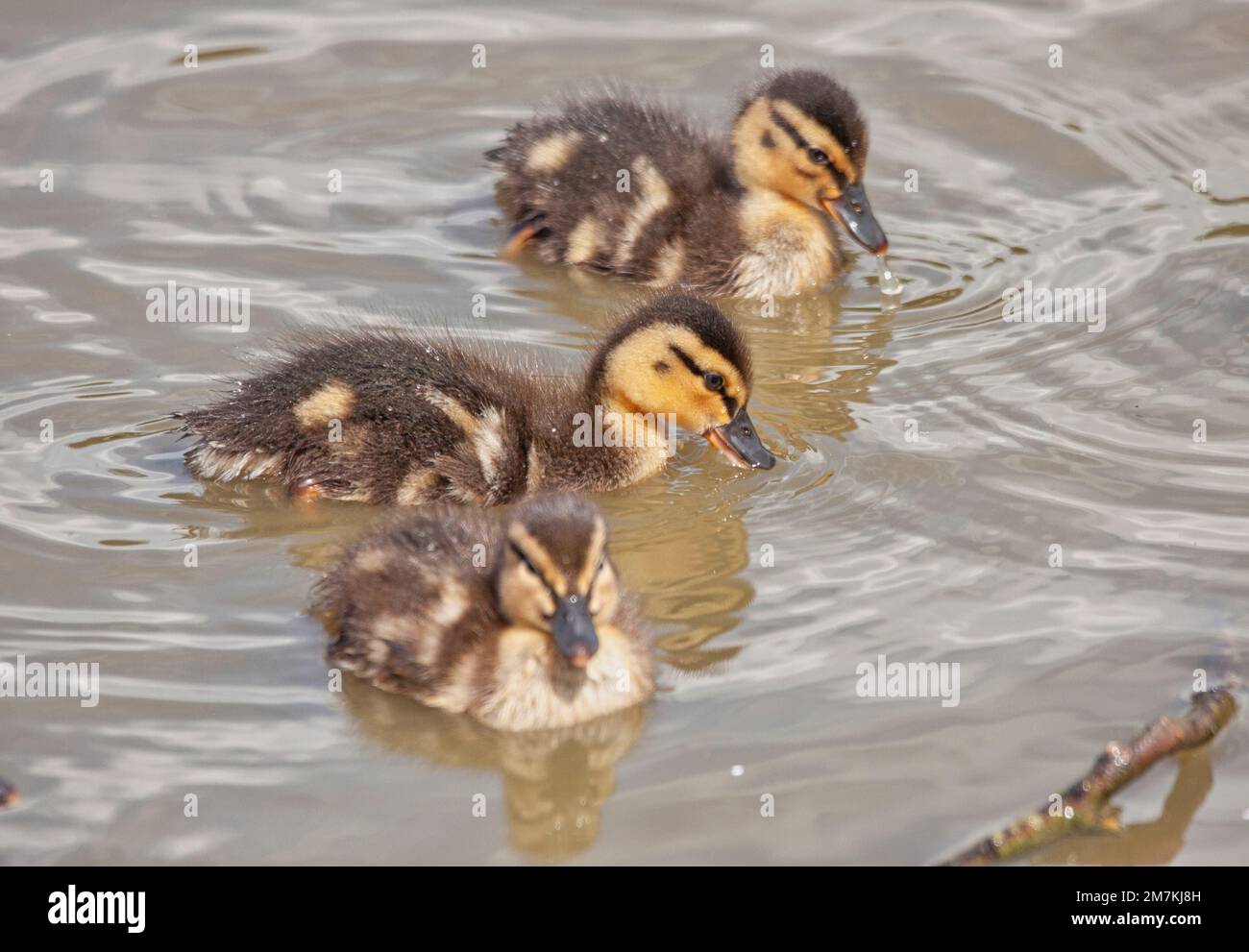 three baby ducks Stock Photo - Alamy