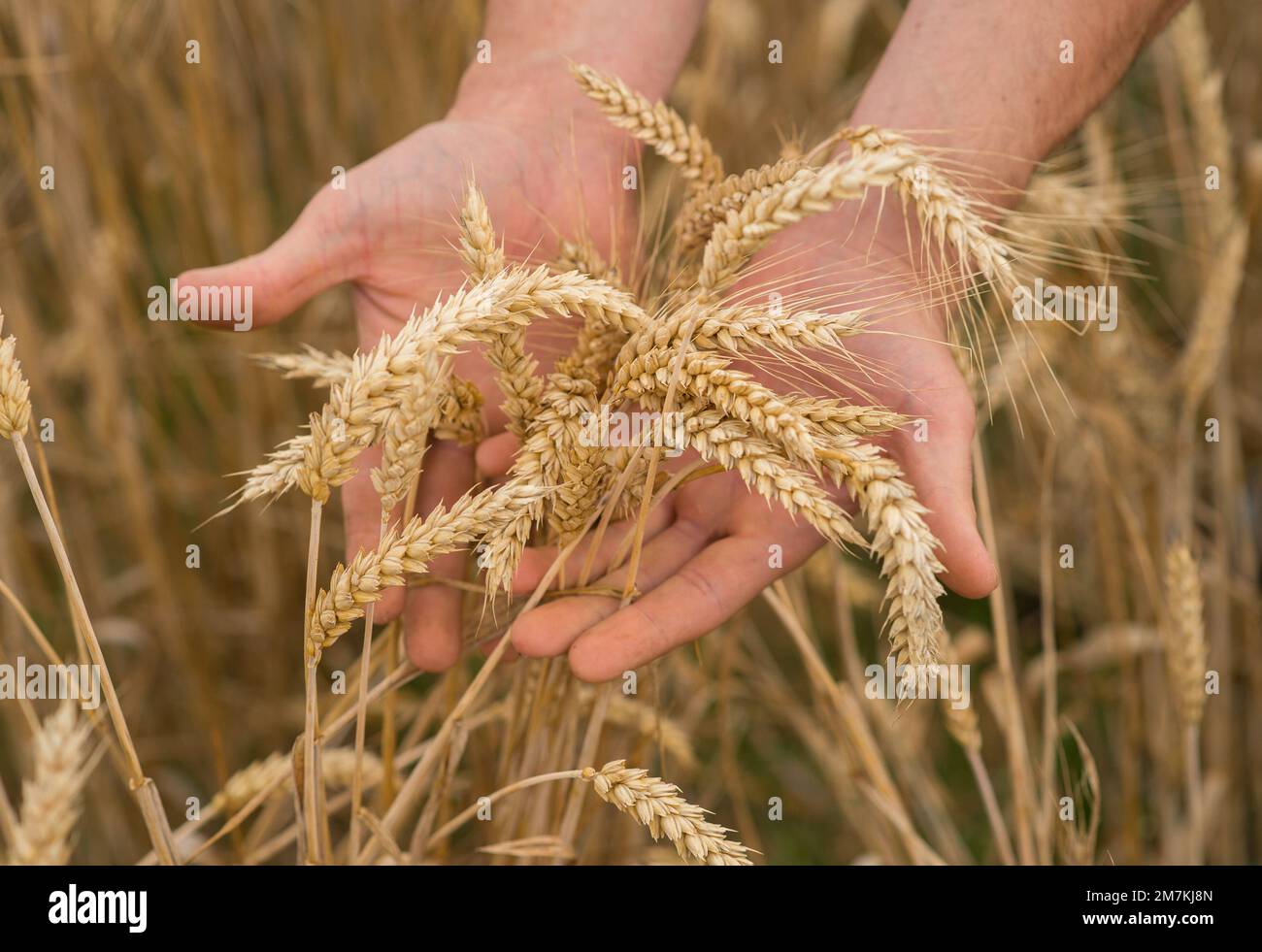 Aveyron department (south of France): farmer’s hands and wheat ear in ...