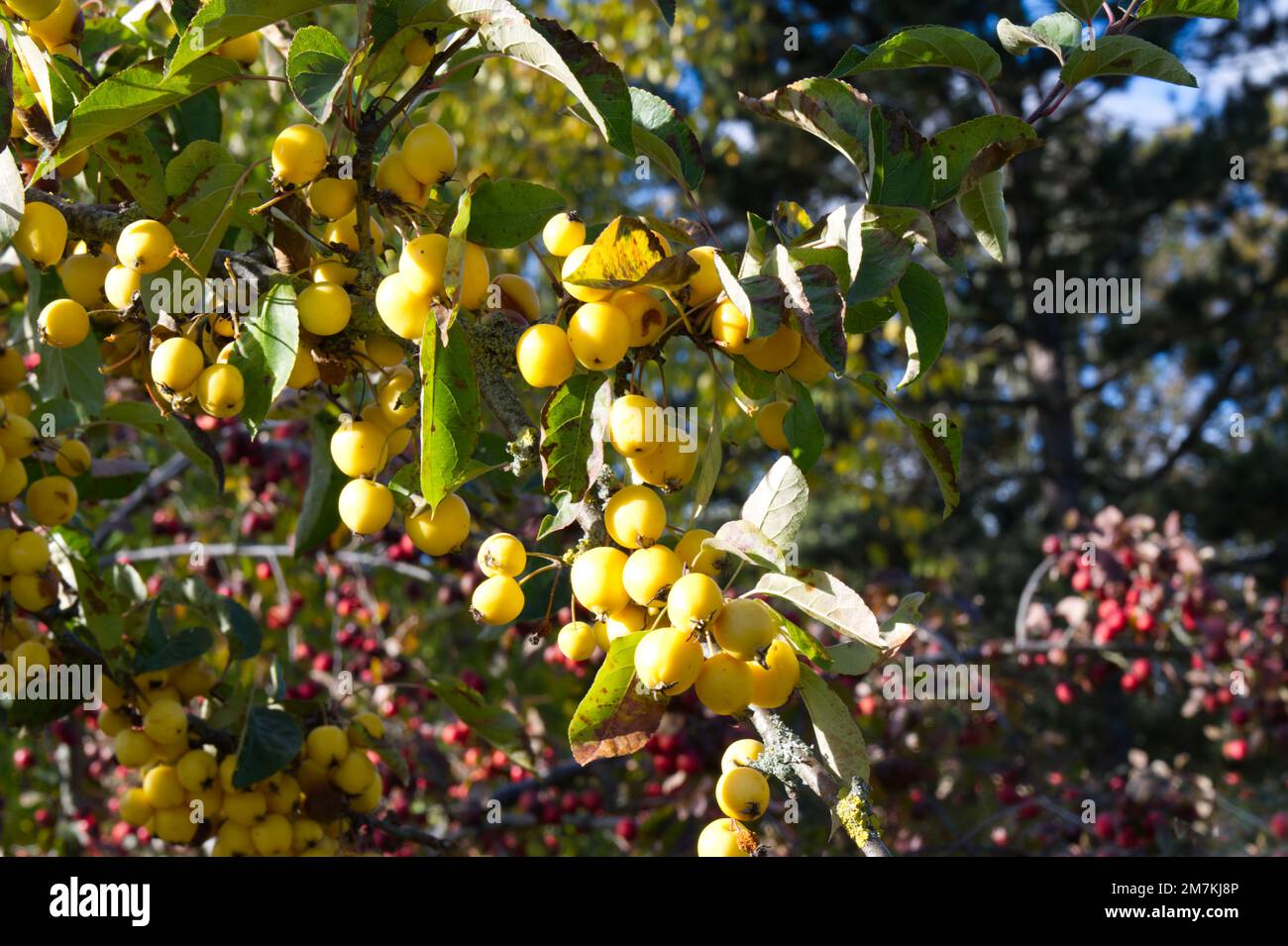 Crab apple trees hi-res stock photography and images - Alamy