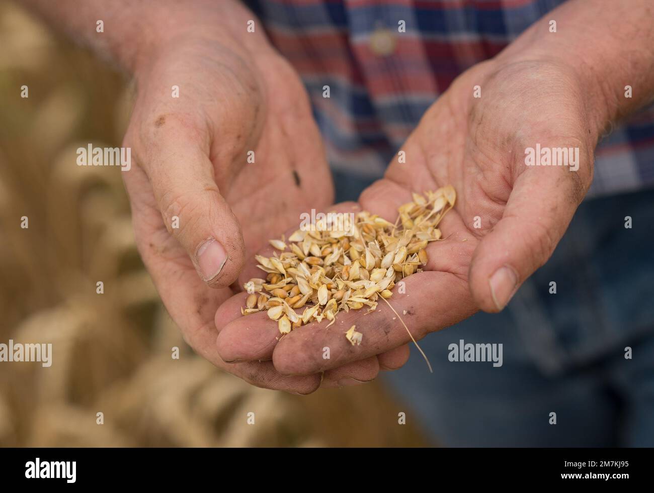 Aveyron department (south of France): farmer’s hands and wheat ear in ...