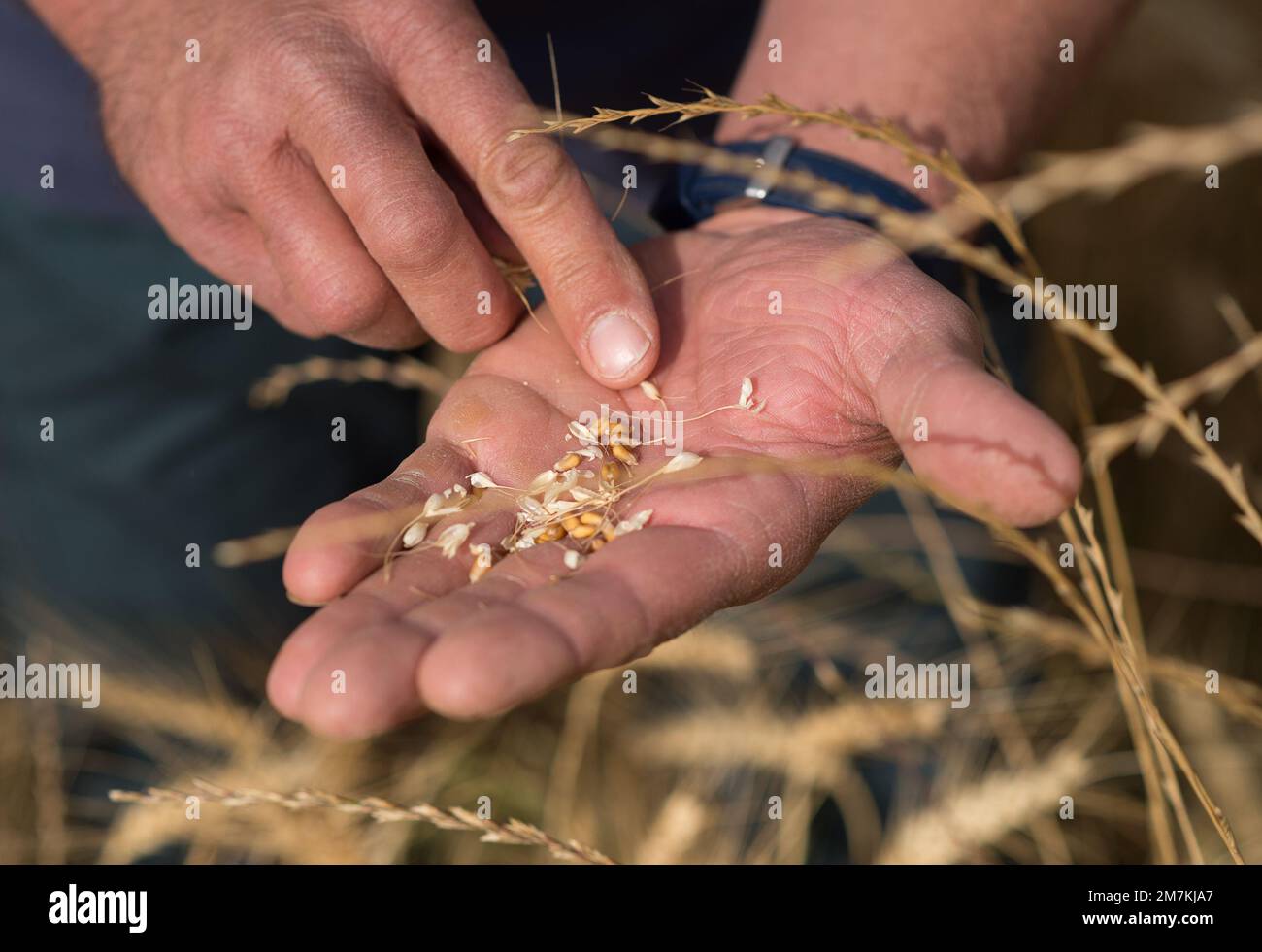 Cereals price index hi-res stock photography and images - Alamy