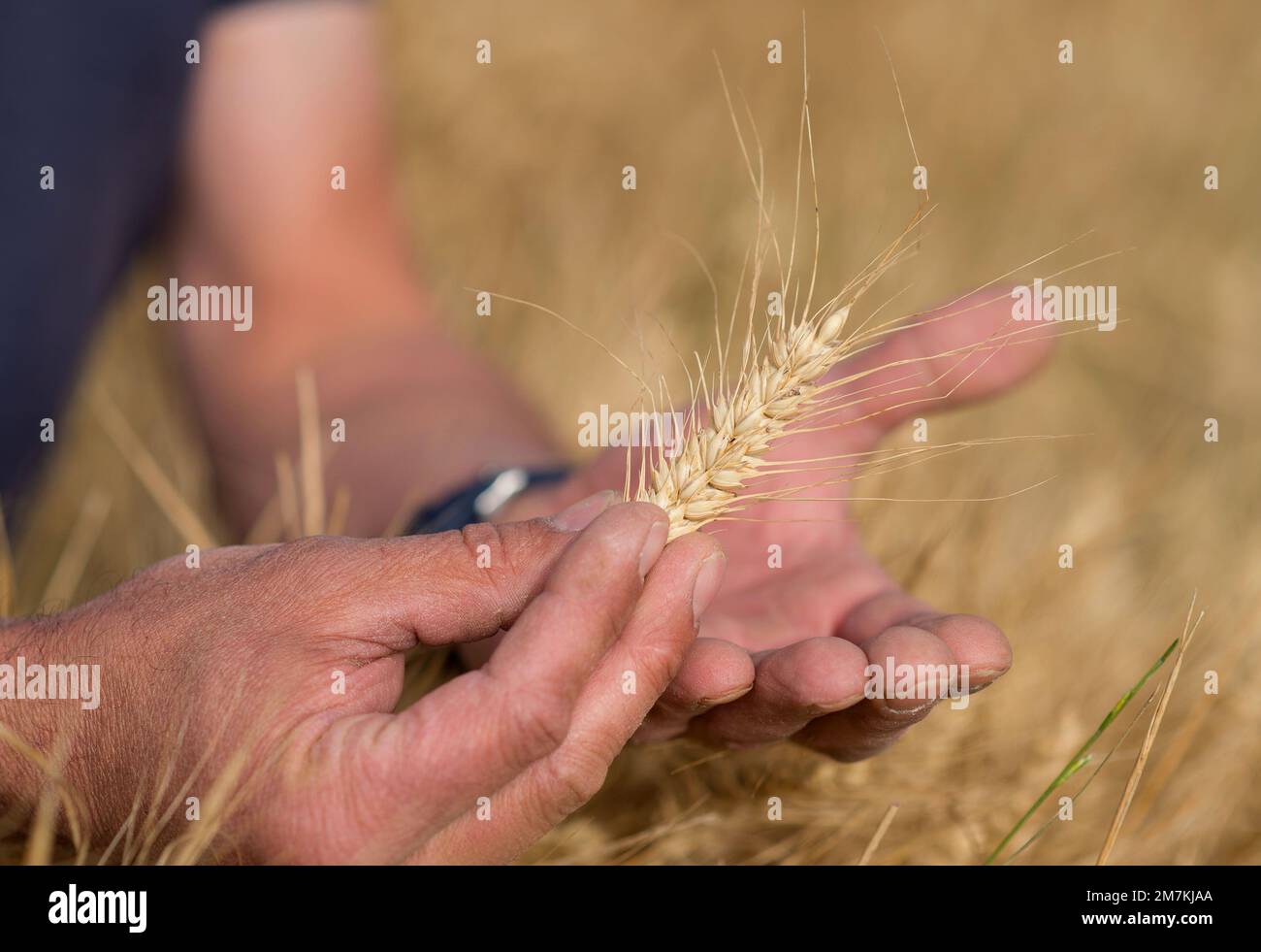 Aveyron department (south of France): farmer’s hands and wheat ear in ...