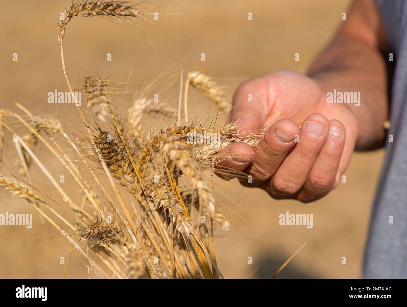 Aveyron department (south of France): farmer’s hands and wheat ear in ...