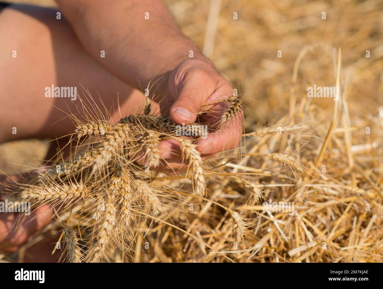 Aveyron department (south of France): farmer’s hands and wheat ear in ...