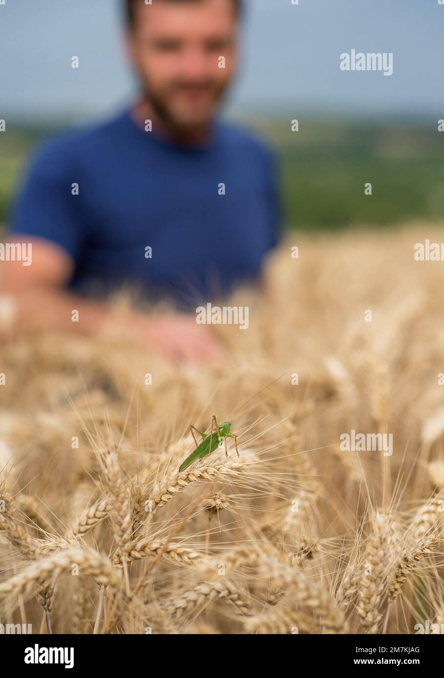 Grasshopper on wheat ears in summer and farmer checking the maturity of ...