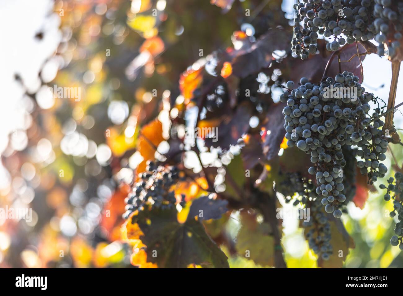 Grape vines growing inside hi-res stock photography and images - Alamy