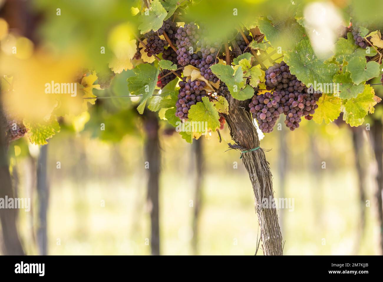Purple bunches of grapes of the Red Traminer variety in a vineyard ...