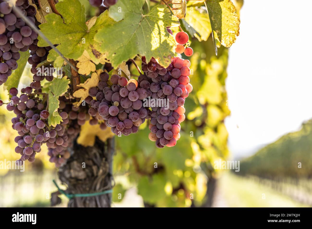 Purple bunches of grapes of the Red Traminer variety in a vineyard ...