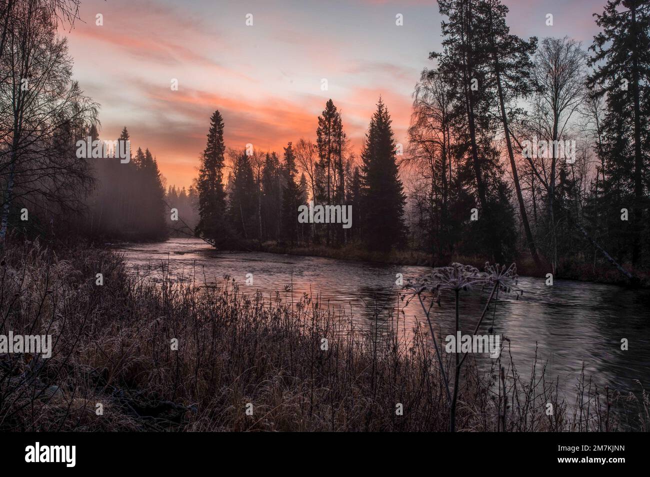 A river calm surrounded by the dense forest with the pink sunset in the ...