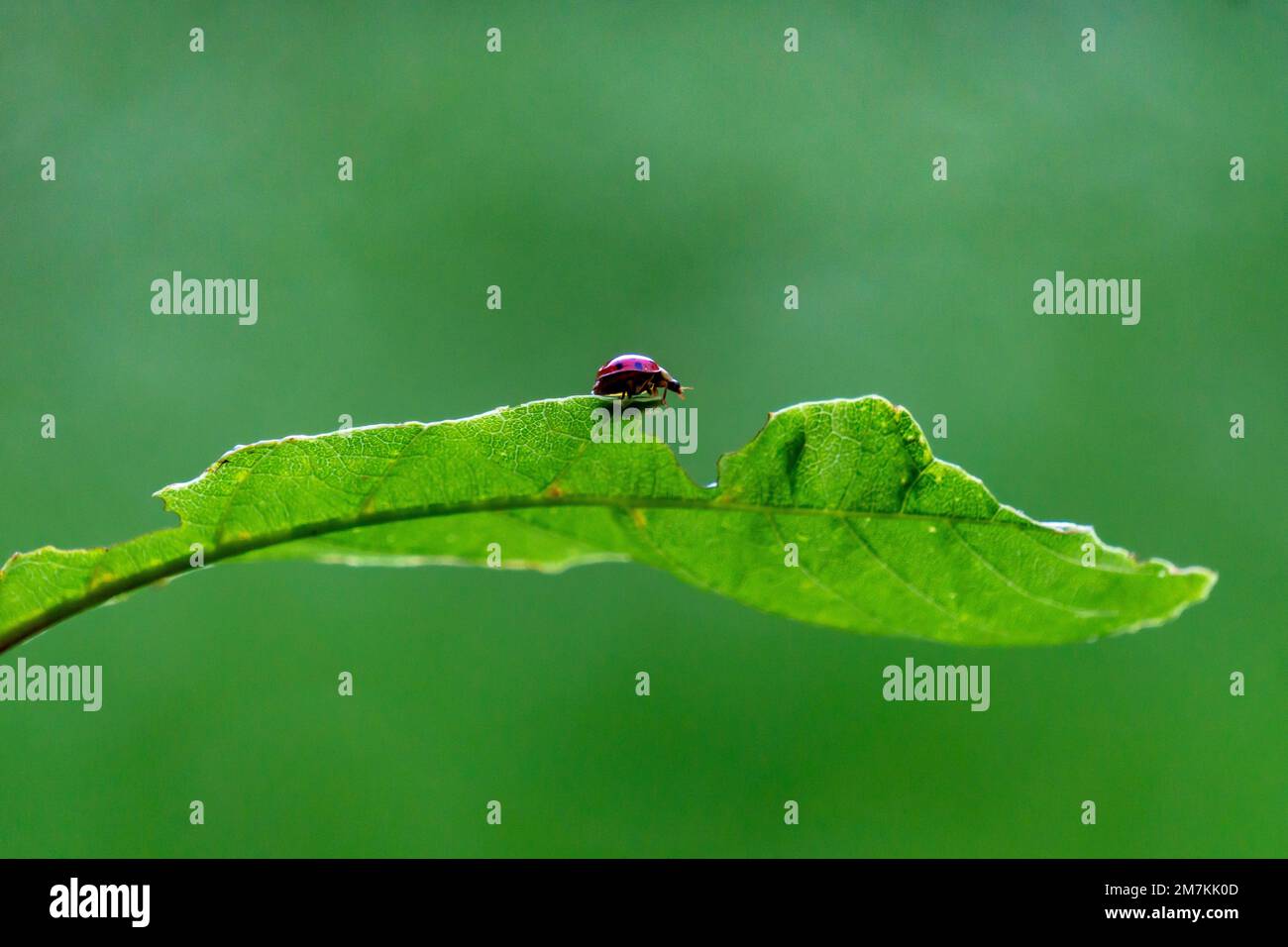 A closeup shot of a tiny ladybug (Coccinellidae) resting on the green ...
