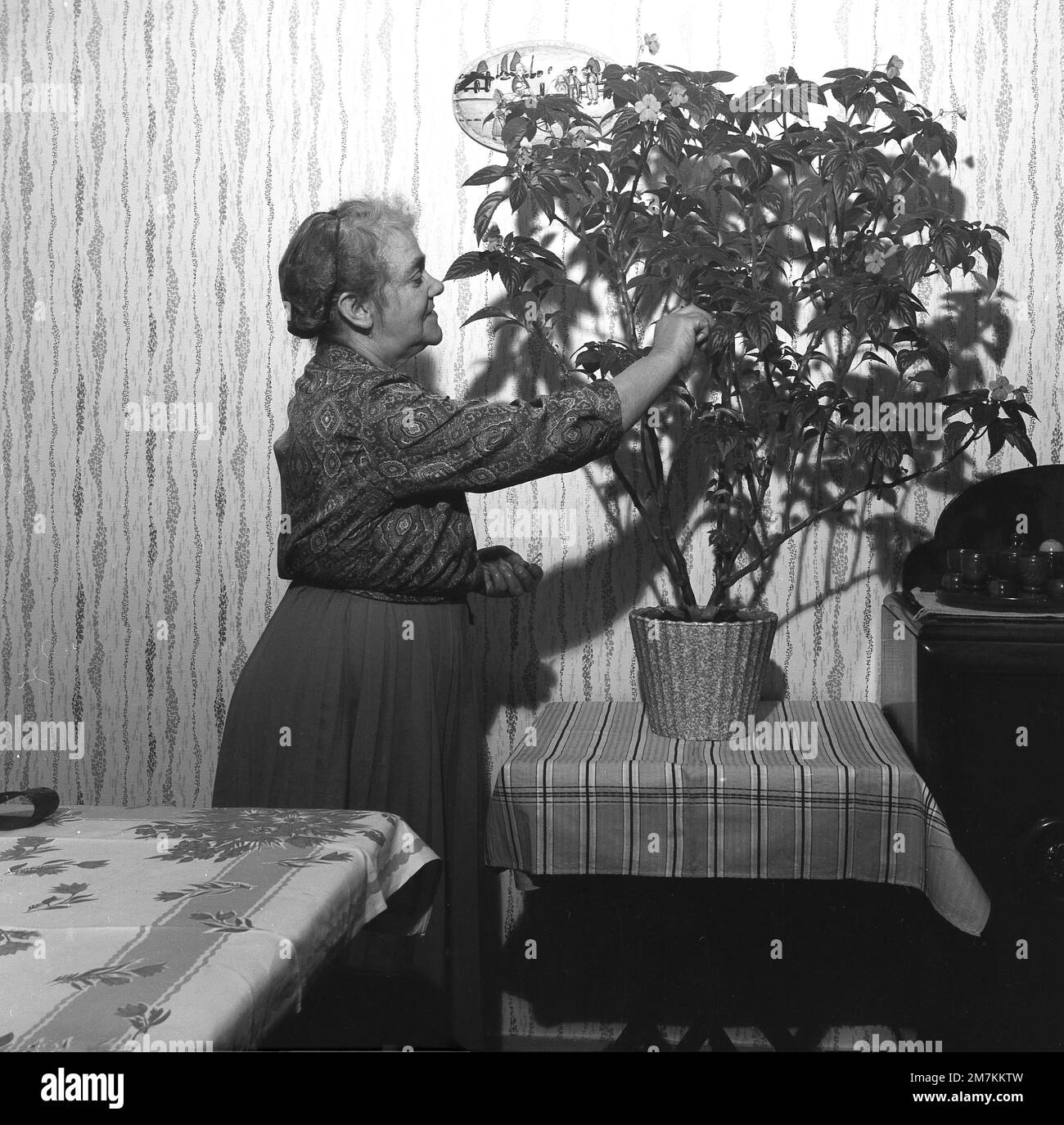 1950s, historical, inside a room, an elderly lady pruning her house ...