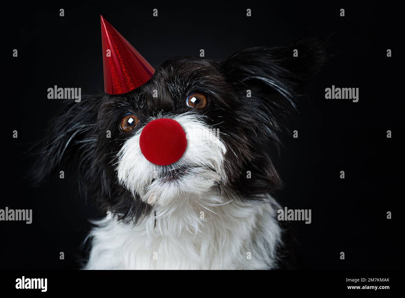Chines Crested dog with red nose Stock Photo - Alamy