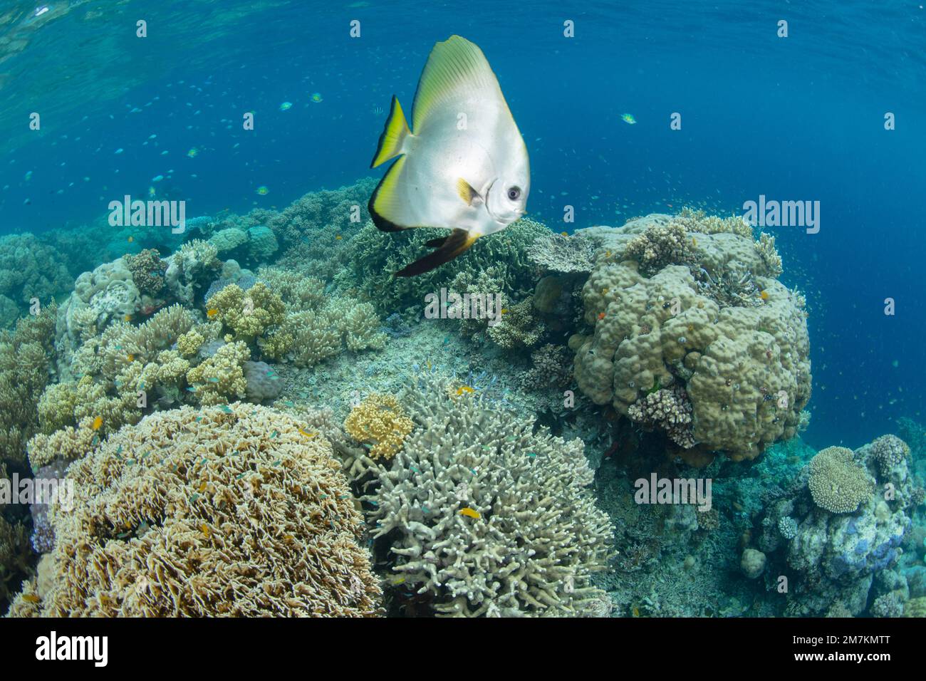 A Blackfin spadefish swims above a biodiverse coral reef in the Solomon ...