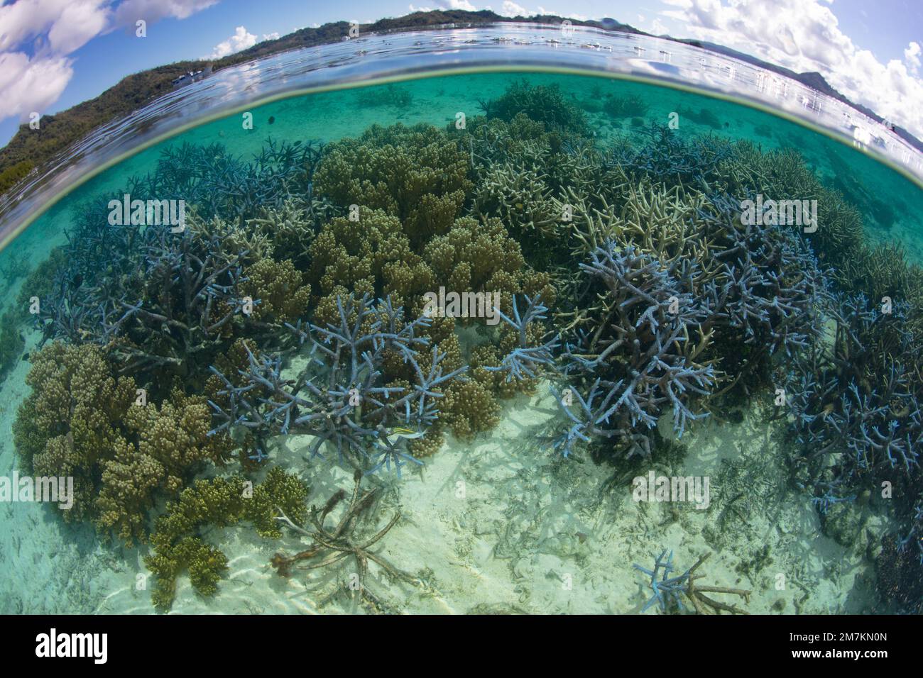 A coral reef composed of a wide variety of healthy corals grows in the ...