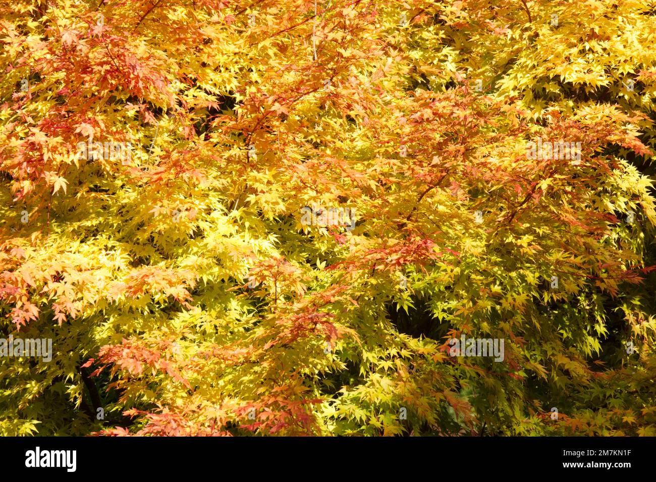 Autumn foliage of Coral bark maple Acer Palmatum Sango-kaku in UK ...