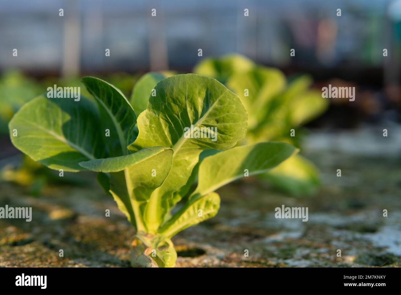 Green Lettuce leaves in vegetable field. Gardening background with ...