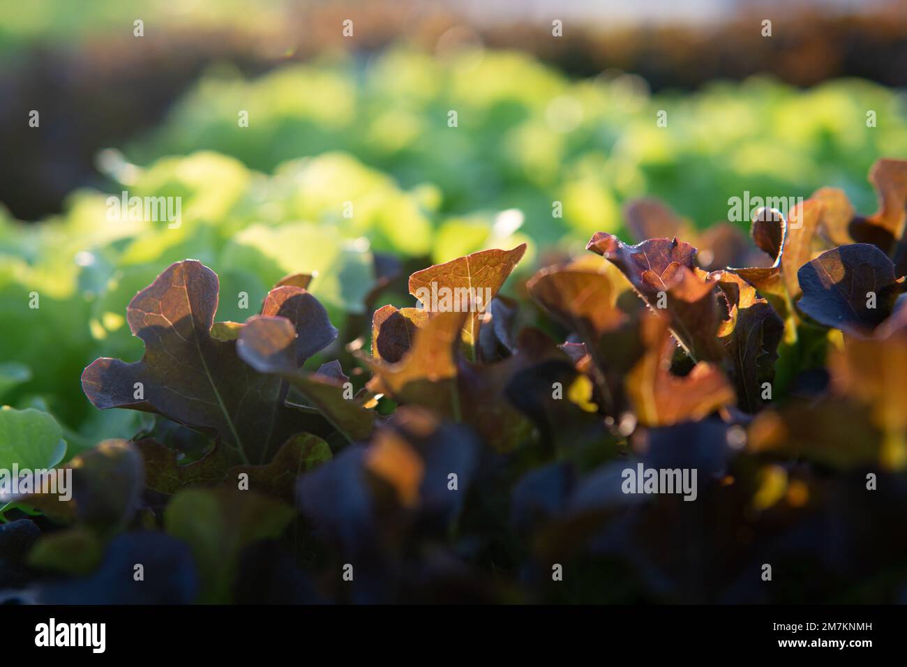 Green Lettuce leaves in vegetable field. Gardening background with ...