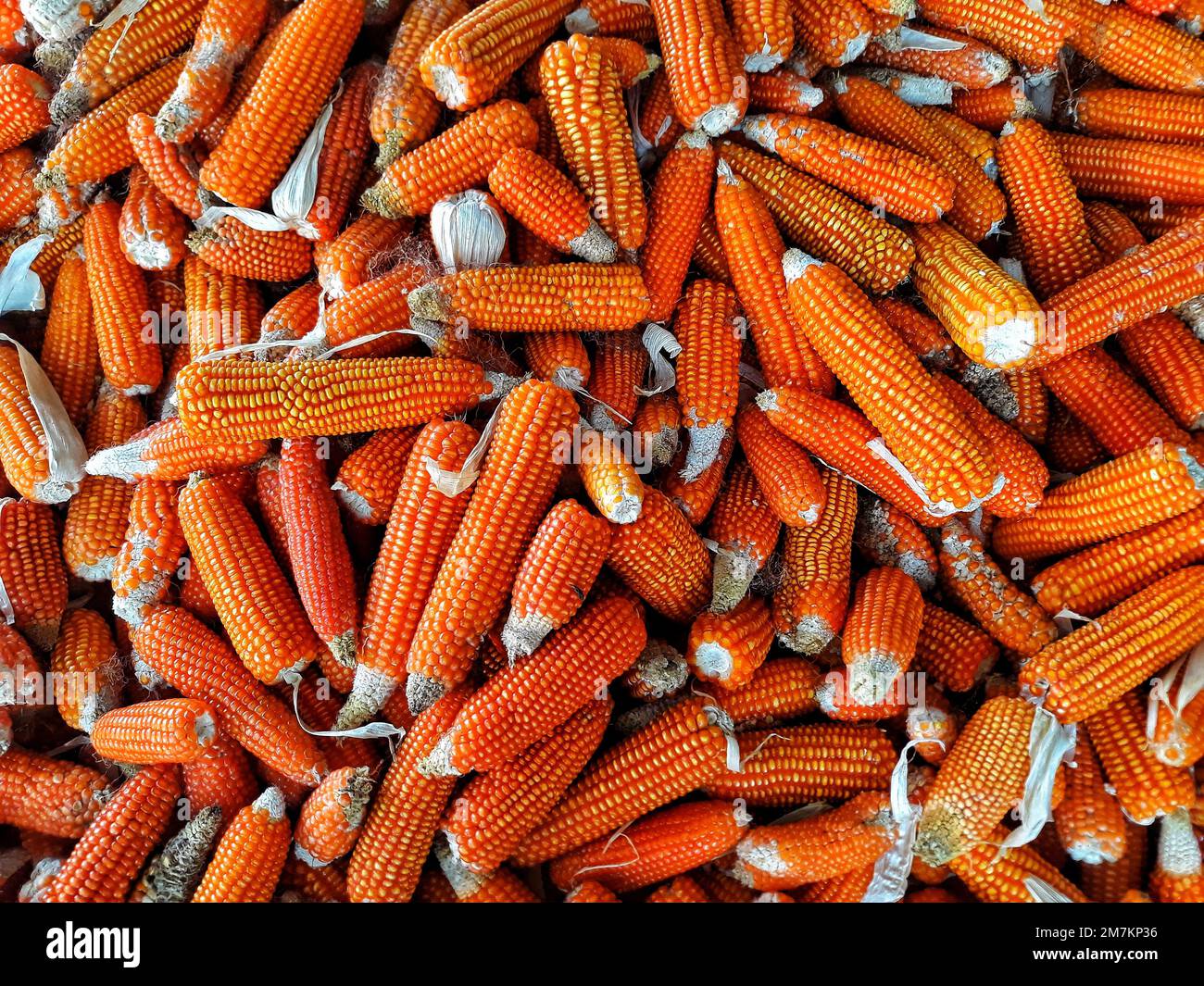 Asia bunch cereal hi-res stock photography and images - Alamy