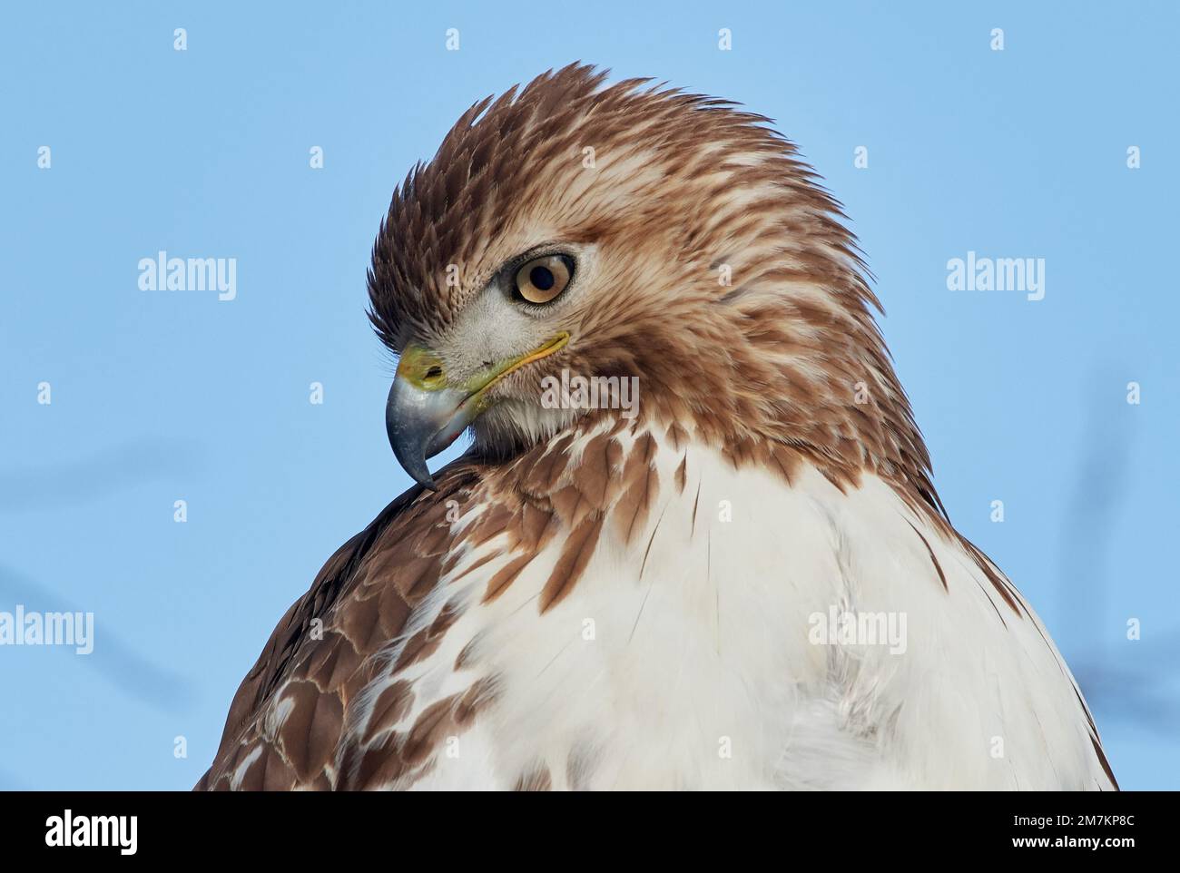 A close-up shot of a Red-tailed hawk on a blurred background Stock ...