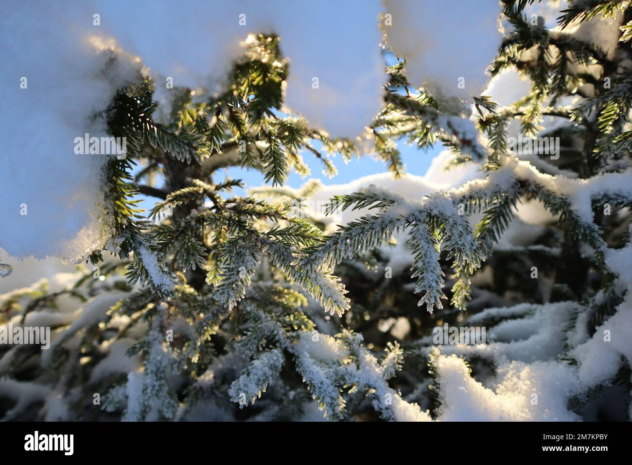 Snowy and icy branches of a spruce. Sun is shining on snowy spruce ...